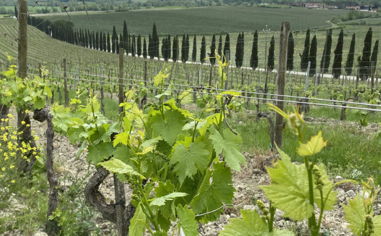 Territorio e Vigneti - Casale dello Sparviero